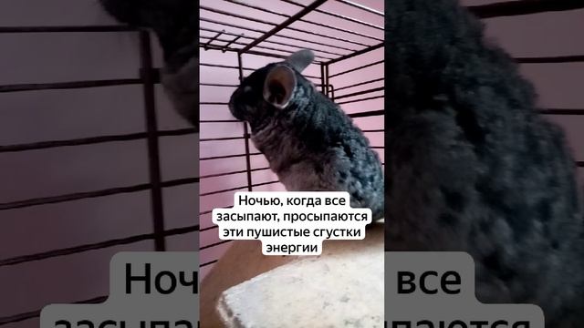 Не заводите шиншилл, если..