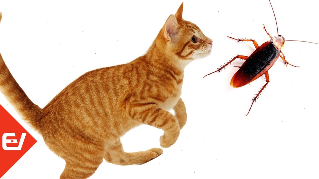 ?Новая игра для кошек. Таракан ?