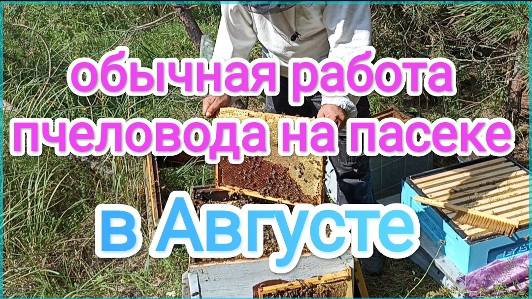 Подготовка пчёл к зимовке. Отбор мёда, формирование гнёзда, перед закормом.