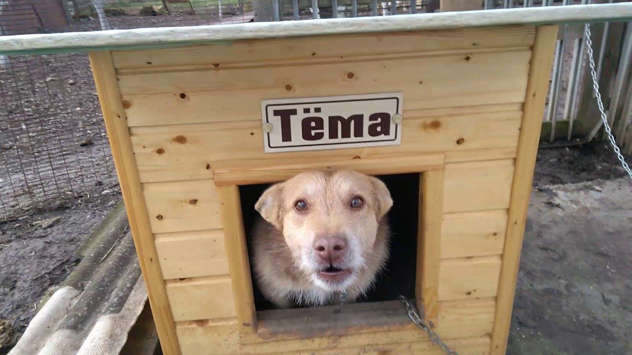 Злой пёс Тёма