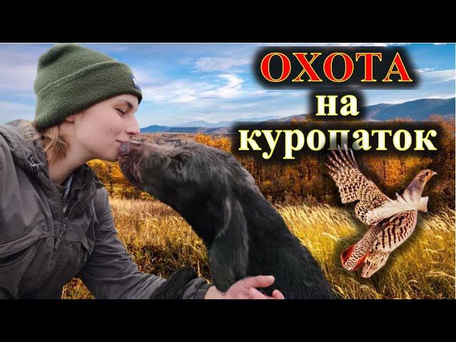 Охота на куропаток с дратхааром 2021, девушка охотник