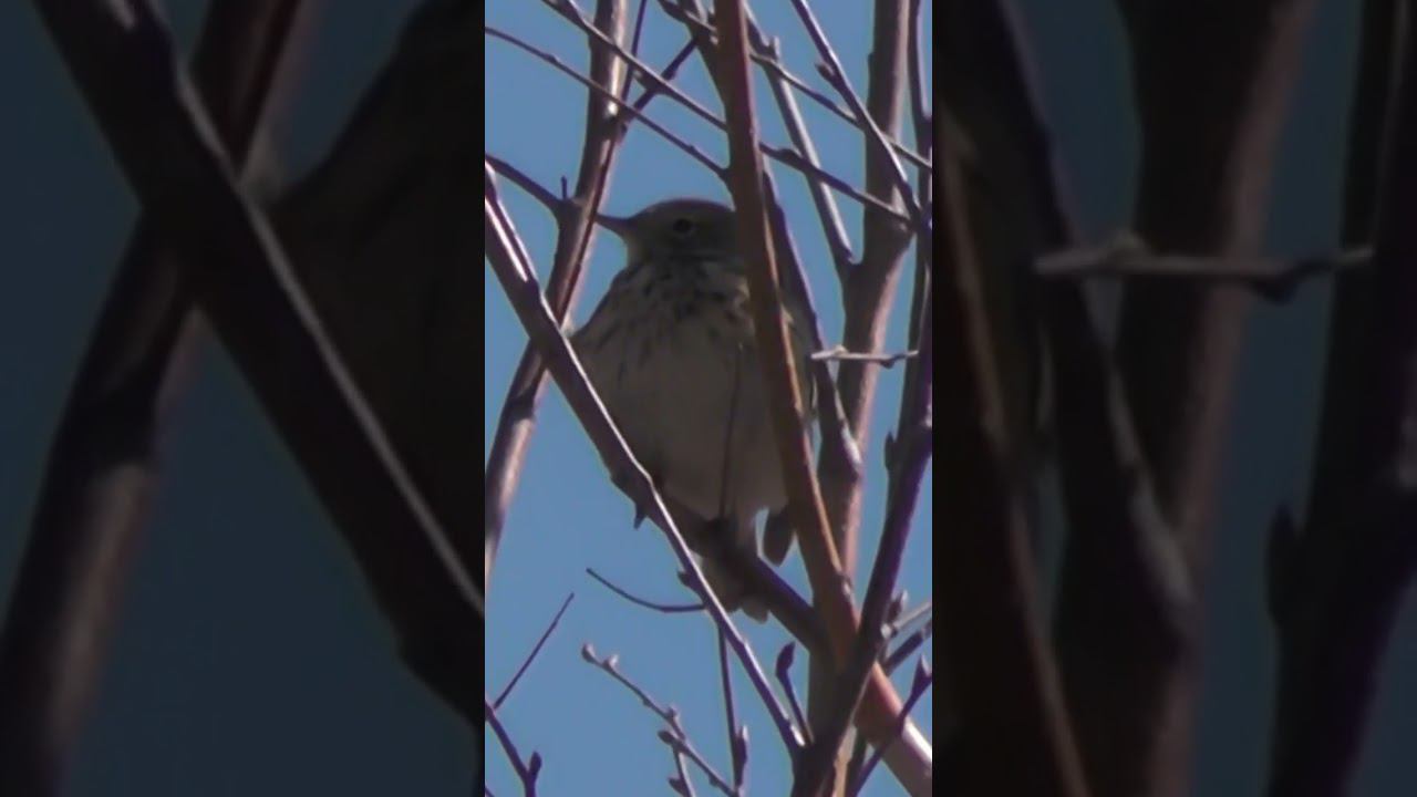 Почувствуй весну. Лесной конёк и его трели