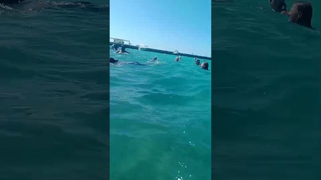 ►Сегодня снова приплыли дельфины! 🐬🐬
Palm Beach Resort Hurghada Egypt