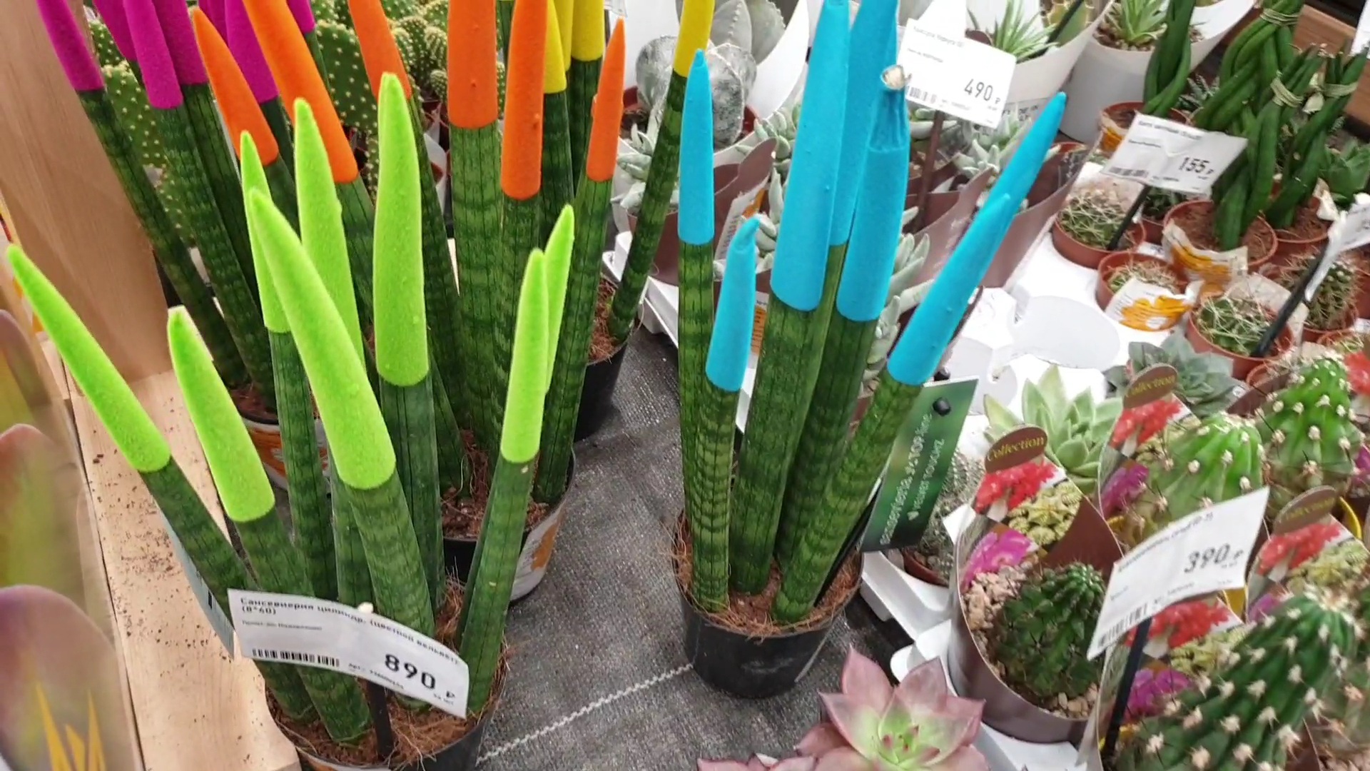 КАКТУСЫ И СУККУЛЕНТЫ В БАУЦЕНТРЕ??(очень много?)