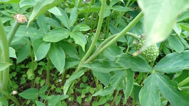 Аризема жёлтая (лат. Arisaema flavum). Ботанический сад, Орхус, 4 авг. 2021, Дания