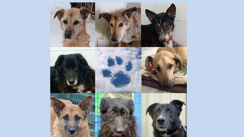 Собаки приюта Кожухово - приюта ТиНАО ушли навсегда в 2023г