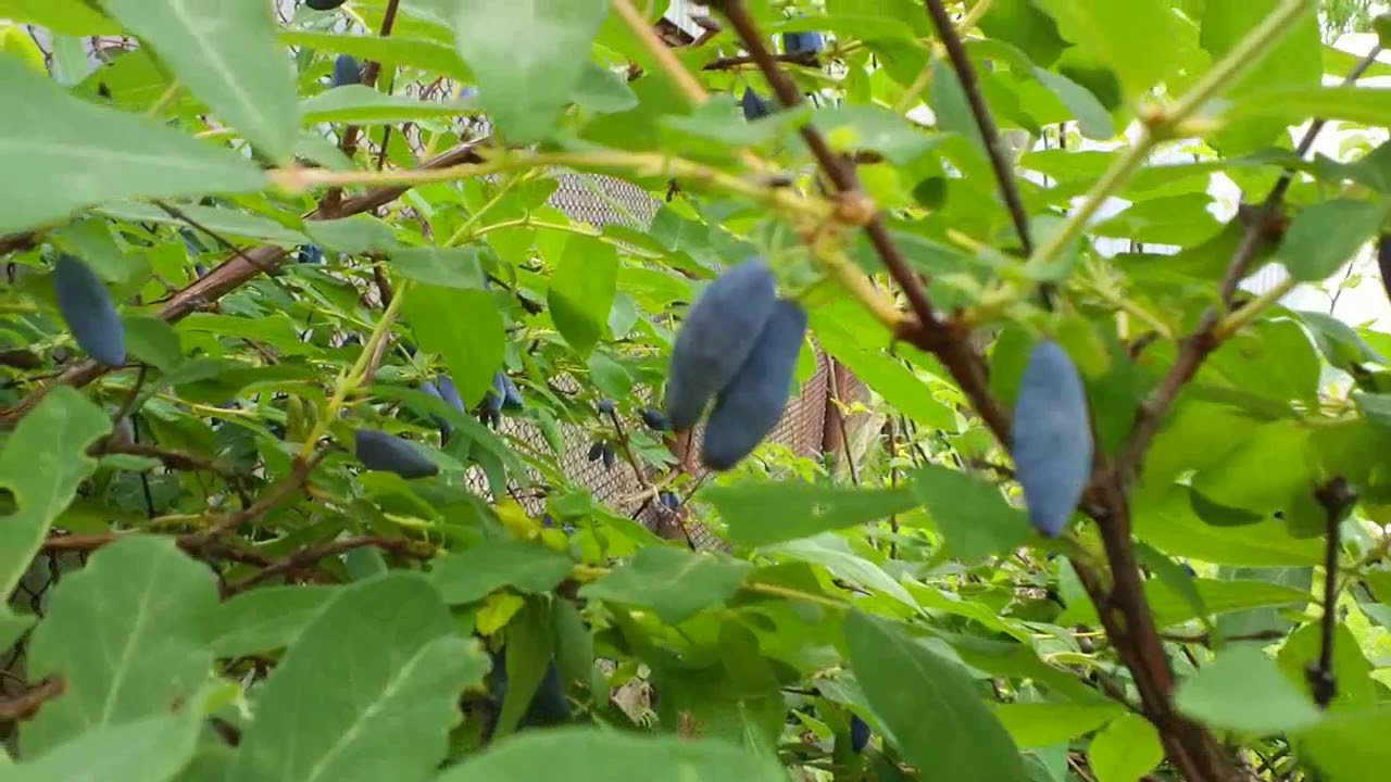 15.  Жимолость.  Дачные картинки 2018