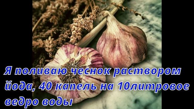 Даю советы: как вырастить крупный чеснок