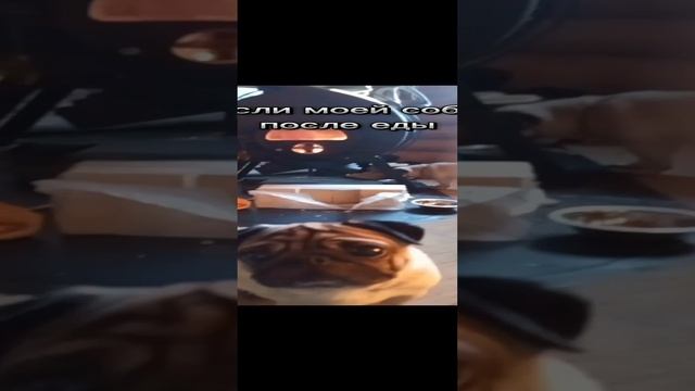 Прикол про мысли собаки