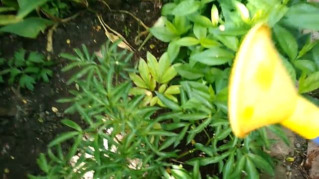 Хлороз растений