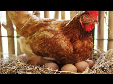 Подготовка птицы к племенному сезону