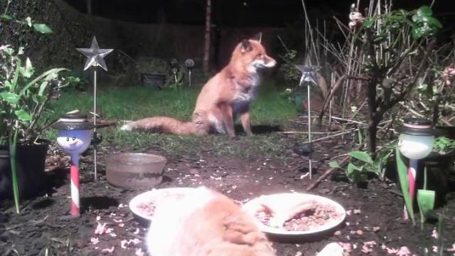 Лисийрай 20170113 003904 1 Лиса, кот (Foxheaven 20170113 003904 1 Fox,Cat)