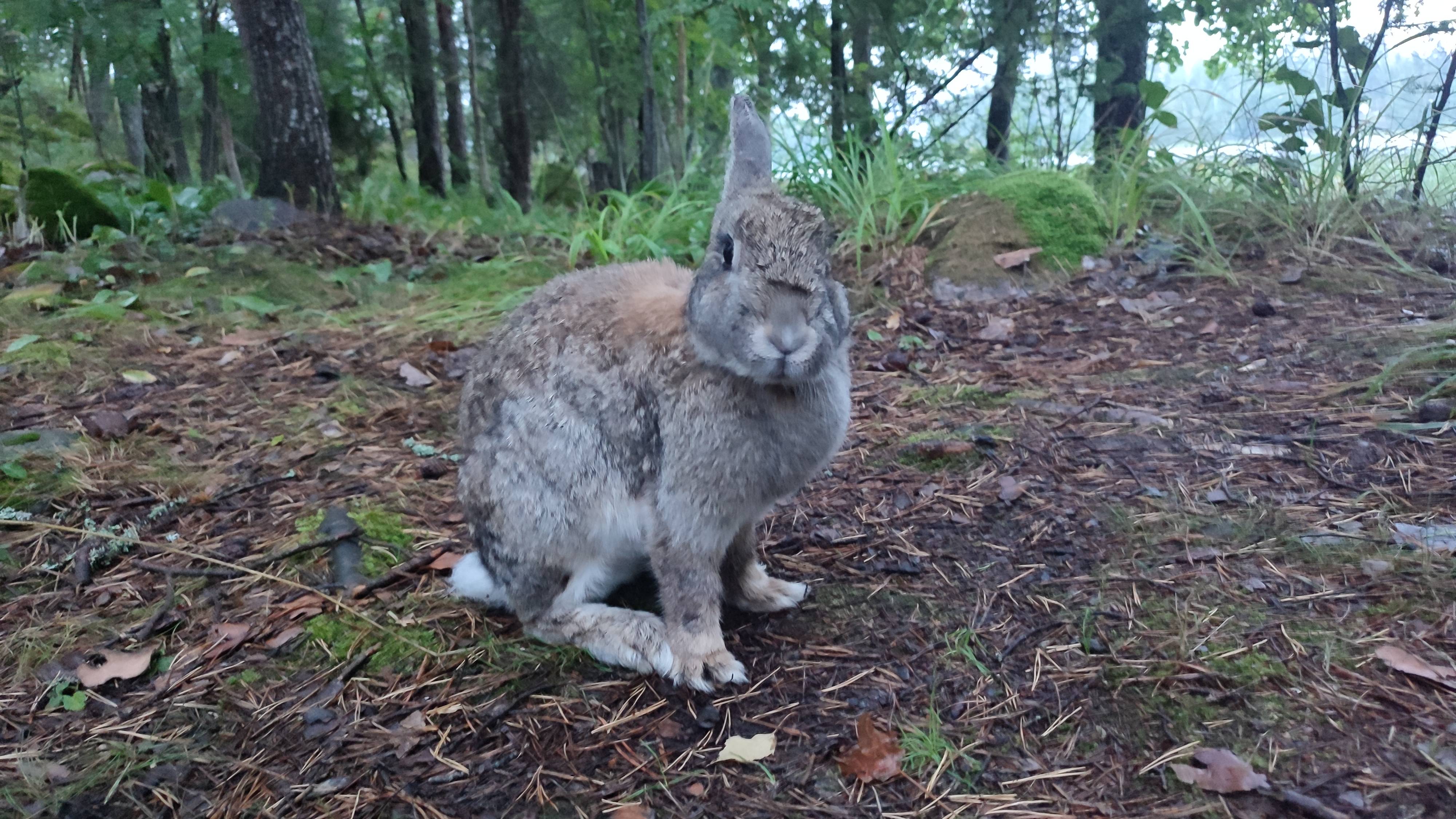 СЕРЫЙ КРОЛИК ЕСТ КАПУСТУ_ ОСТРОВ ЧУНГА-ЧАНГА 17.08.24