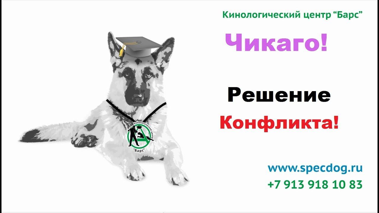 Решение конфликта. Отзыв из Чикаго. Дрессировка собак. Кинологический Центр БАРС - Анатолий Котенко