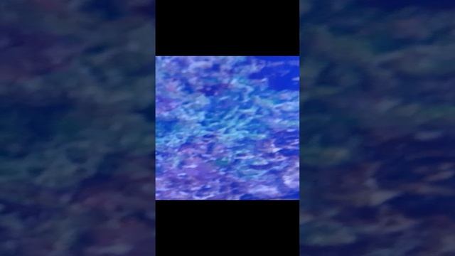 океанариум Спб Питер аквариум рыбки рыбы аквариумы аквариумные аква под водой подводный мир вода