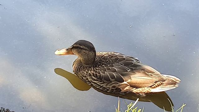 Утки отдыхают на воде