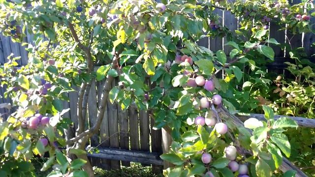 2022.09.04 скосил траву, убрали мусор, помылись в бане.