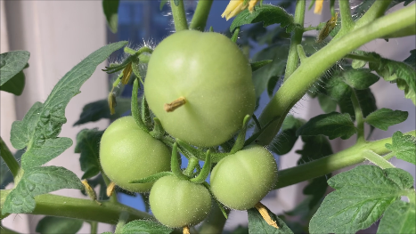 Радуют комнатные томатики! Как растёт рассада.