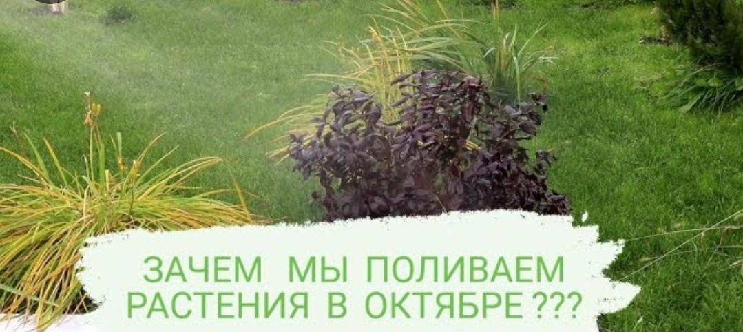 ЗАЧЕМ МЫ ПОЛИВАЕМ РАСТЕНИЯ В ОКТЯБРЕ??? И ПОЧЕМУ НЕ ДЕЛАЕМ ВЛАГОЗАРЯДНЫЙ ПОЛИВ.