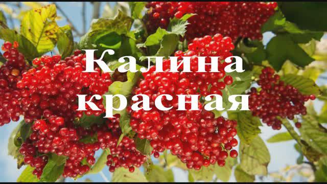 Календарь дачника. Ноябрь - Декабрь. Калина красная. Варим варенье. Готовим мармелад.