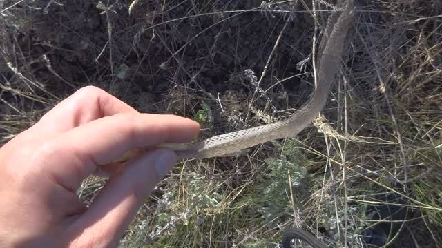 Гадюка степная Vipera ursini выползок