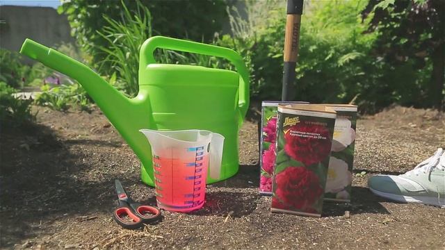 Посадка пионов