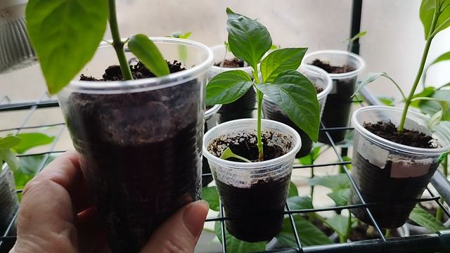 Как резка томатов и перцев задерживает рост.