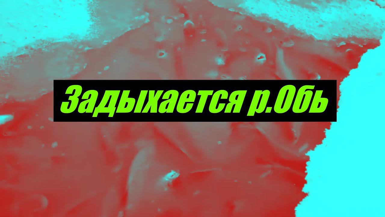 Замор рыбы после аварии на р.Обь в районе г. Сургут