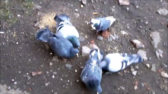 ГОЛУБКИ - ГОЛУБОЧКИ * Серия 2