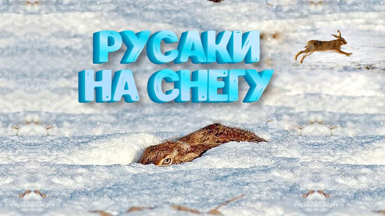 Охота на зайца. Как встают русаки из глубоких лежек.