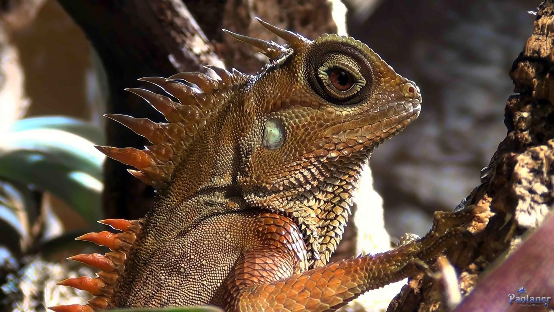 Ленинградский зоопарк. Рептилии (2022)