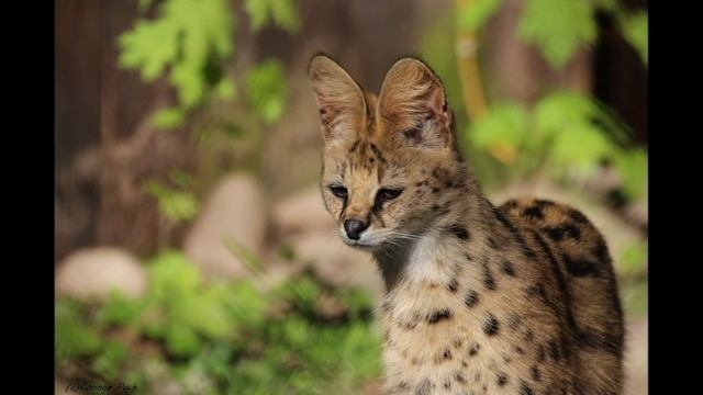 Домашний сервал: описание, характеристики, 100 фото | 101kote.ru