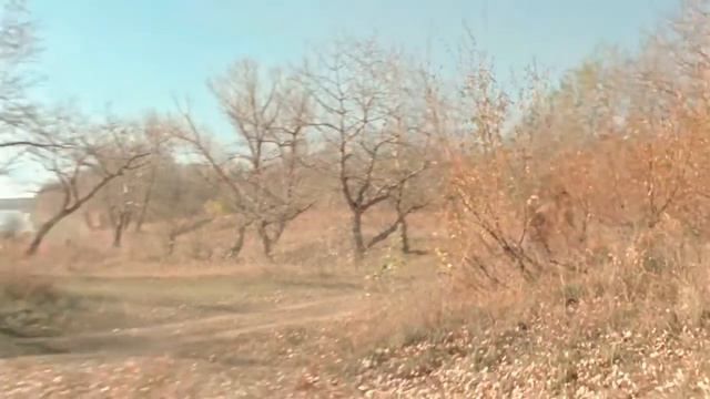 Эх наддайка каурый наддай