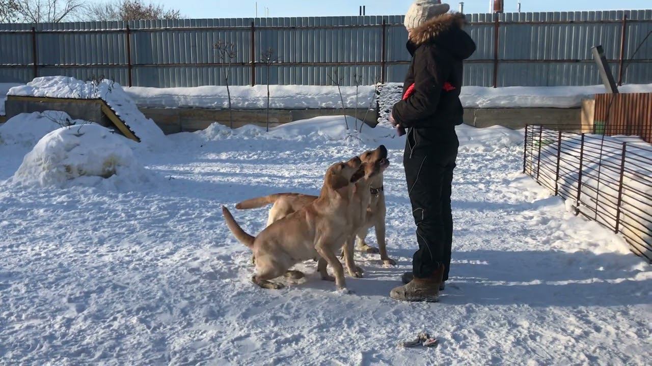 Лабрадоры SHATSKIKH’ DOGS