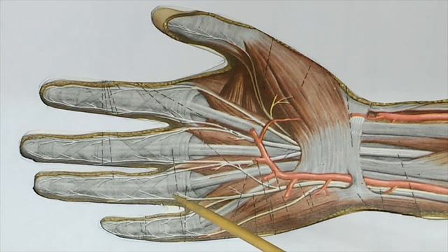 Сосуды и нервы кисти