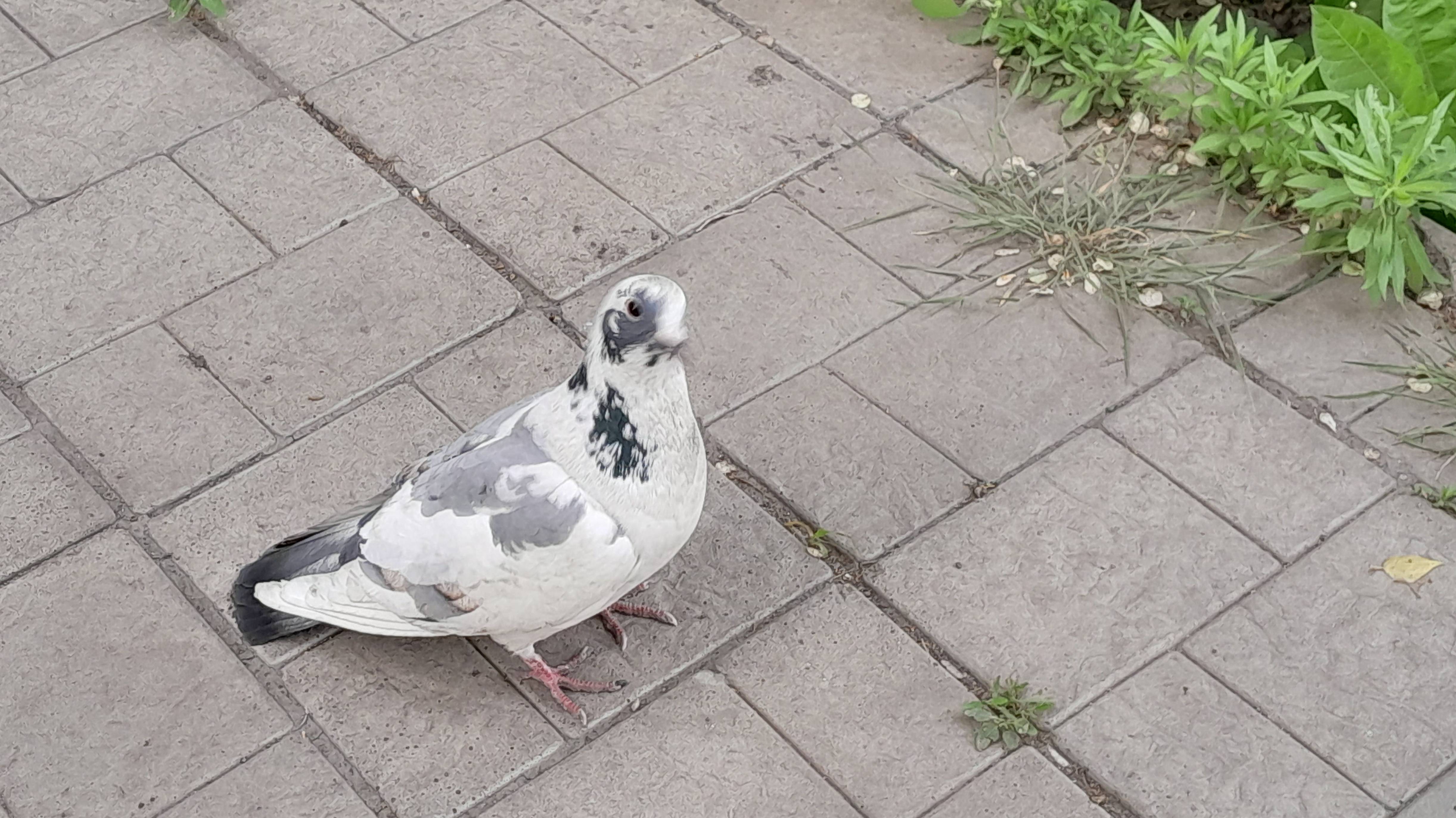 ГОЛУБИ с КАРТИНКАМИ на СПИНКАХ  * Серия  1