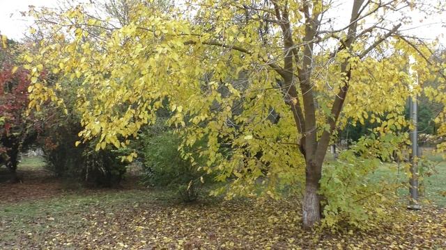 Золотая  осень  в  парке