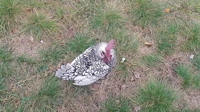 Страусинная ферма. Занимашки развивашки 5 выпуск