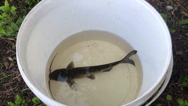 Канадский сомик