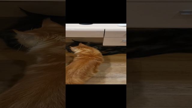 Мейн кун Дональд и неваляшка