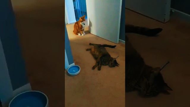 С одного удара