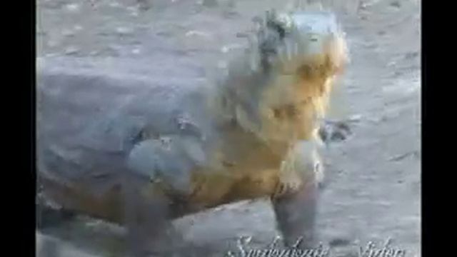 Что кушает на обед комодский варан.wmv