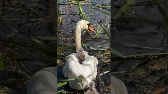 С мамой уютно