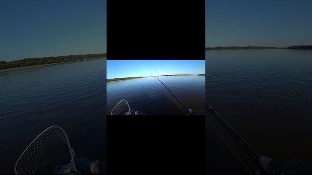 Нихера себе ЖИВЕЦ, ТАКОГО я еще НЕ ЛОВИЛ#shorts