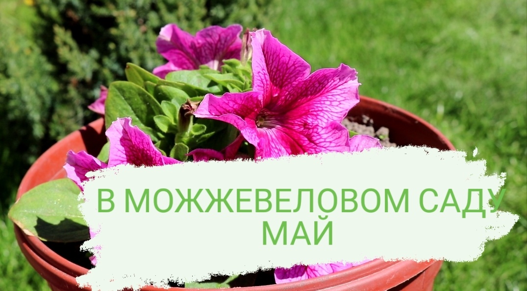 В МОЖЖЕВЕЛОВОМ САДУ МАЙ