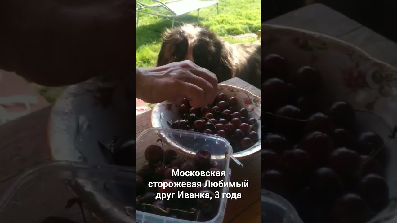 Московская сторожевая Любимый друг Иванка