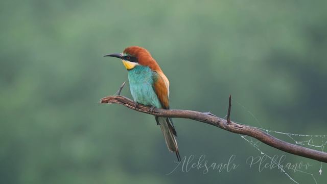 Щурка золотистая в тумане ранним утром.