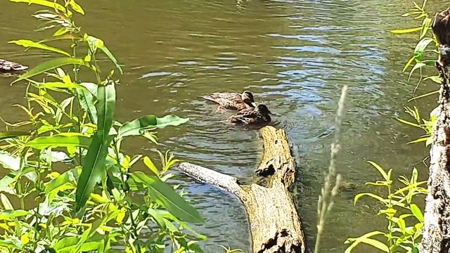 Утки резвятся