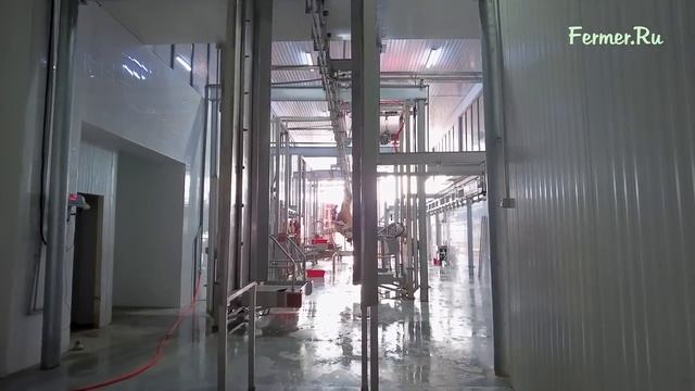 Самый современный мясокомбинат Рейна-Кенч в Кыргызстане. Халяльнай забой КРС и МРС.