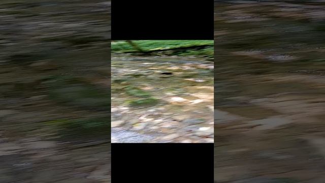 ЭКСКУРСИЯ 33 ВОДОПАДА СОЧИ ЛАЗАРЕВСКОЕ ЛАЗАРЕВКА КРАСНОДАРСКИЙ КРАЙ ВОДОПАД ВОДОПАДЫ ГОРНАЯ РЕКА